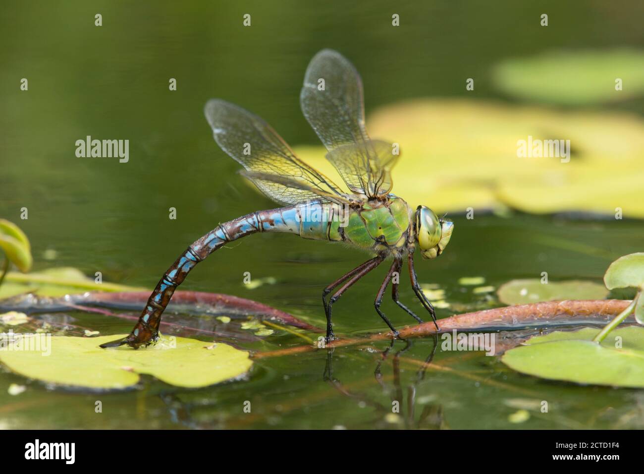 Emperor Dragonfly, Anax imperator, female with blue abdomen due to warm ...