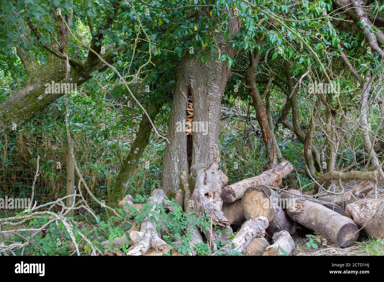 Knepp Estate Rewilding project - no barbed wire hedgerows Stock Photo ...