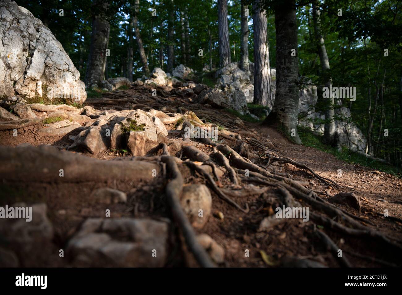 Tree roots, ground and rocks at the mountain Stock Photo - Alamy