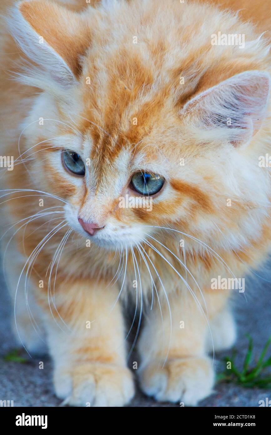 Close-up of an expressive red cat with large blue eyes Stock Photo - Alamy