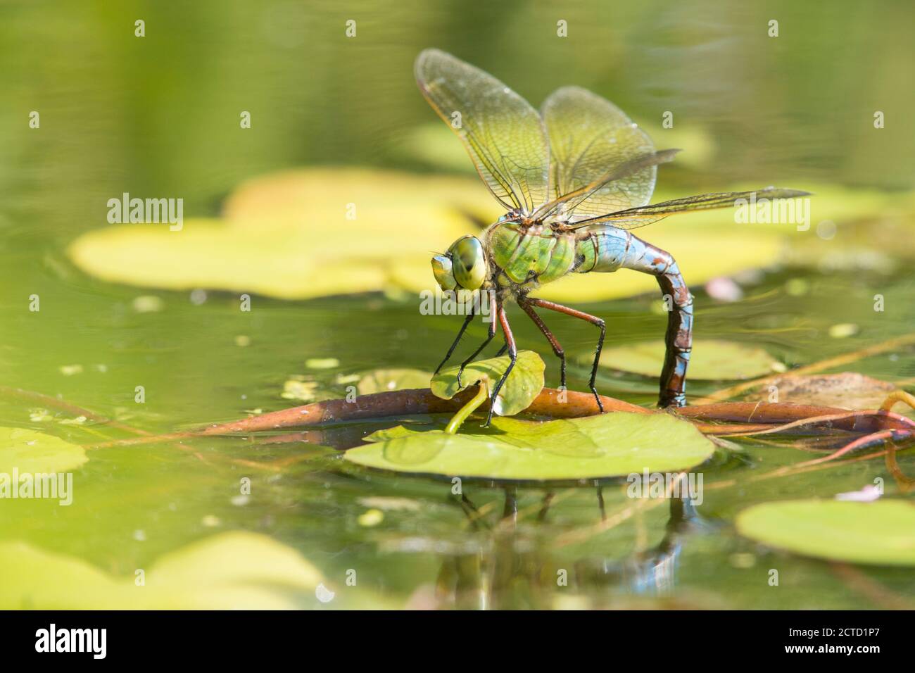 Emperor Dragonfly, Anax imperator, female with blue abdomen due to warm ...