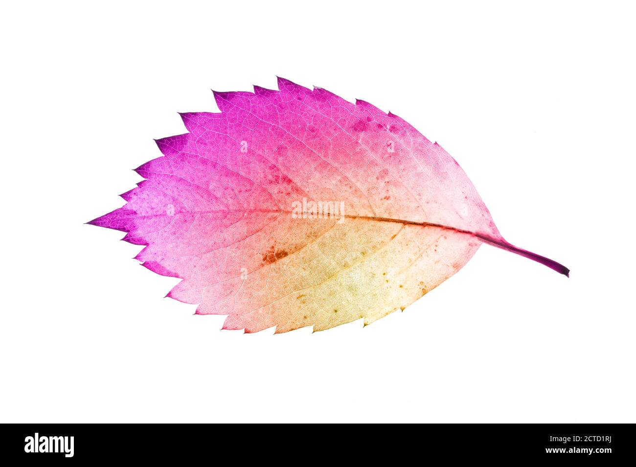 beautiful colored leaf isolated on white background Stock Photo - Alamy