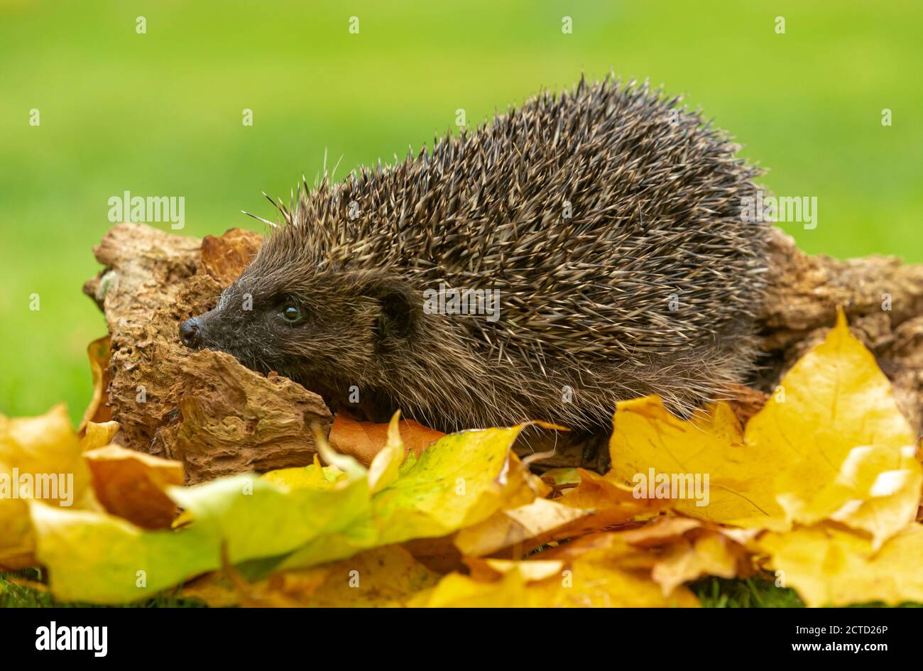 Hedgehog in Autumn. (Scientific name: Erinaceus Europaeus). Adult,wild ...