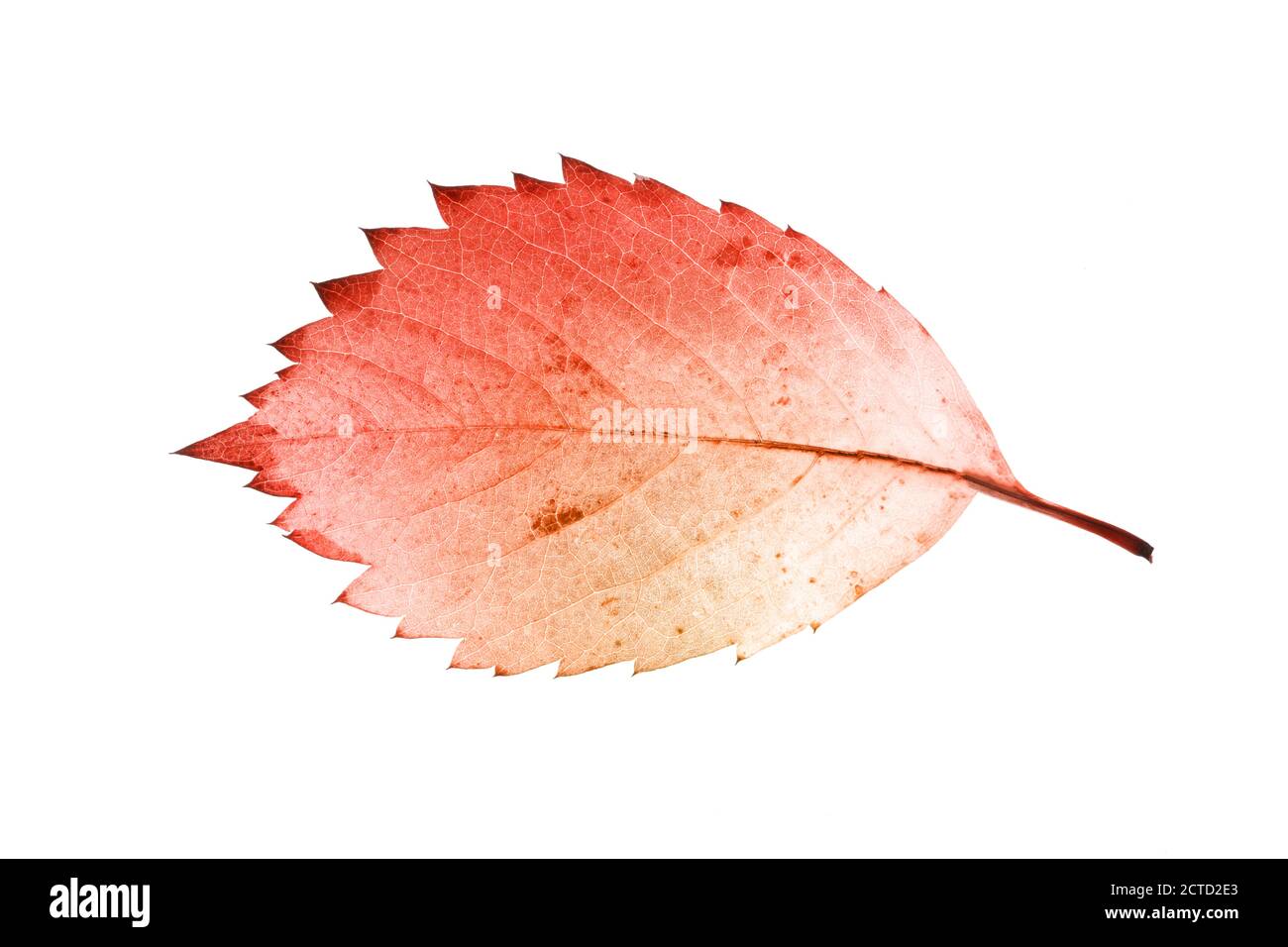 beautiful colored leaf isolated on white background Stock Photo - Alamy