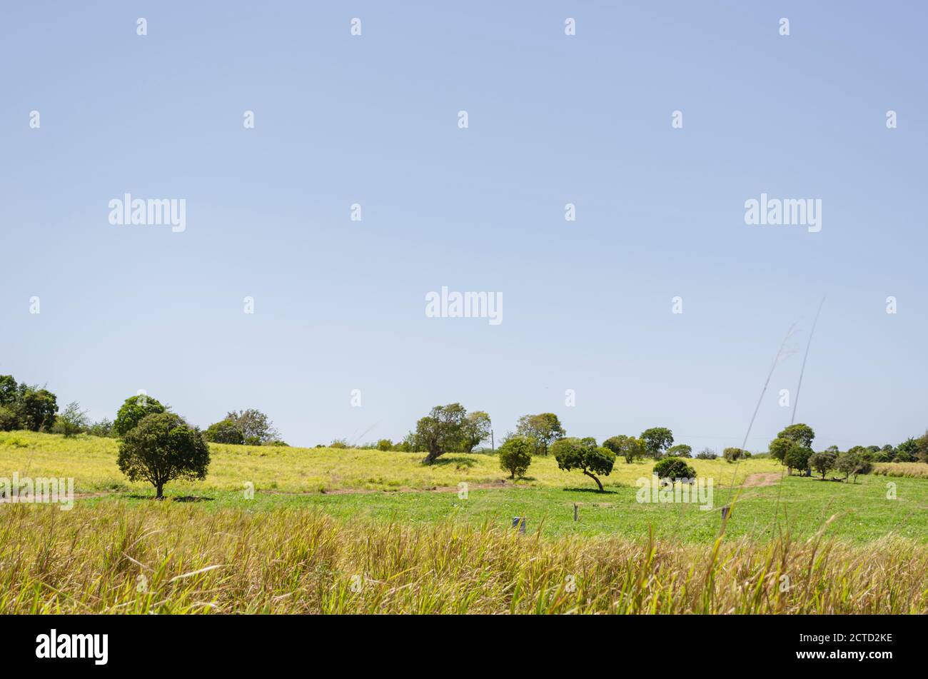Flat Land Of Vegetation Stock Photo - Alamy
