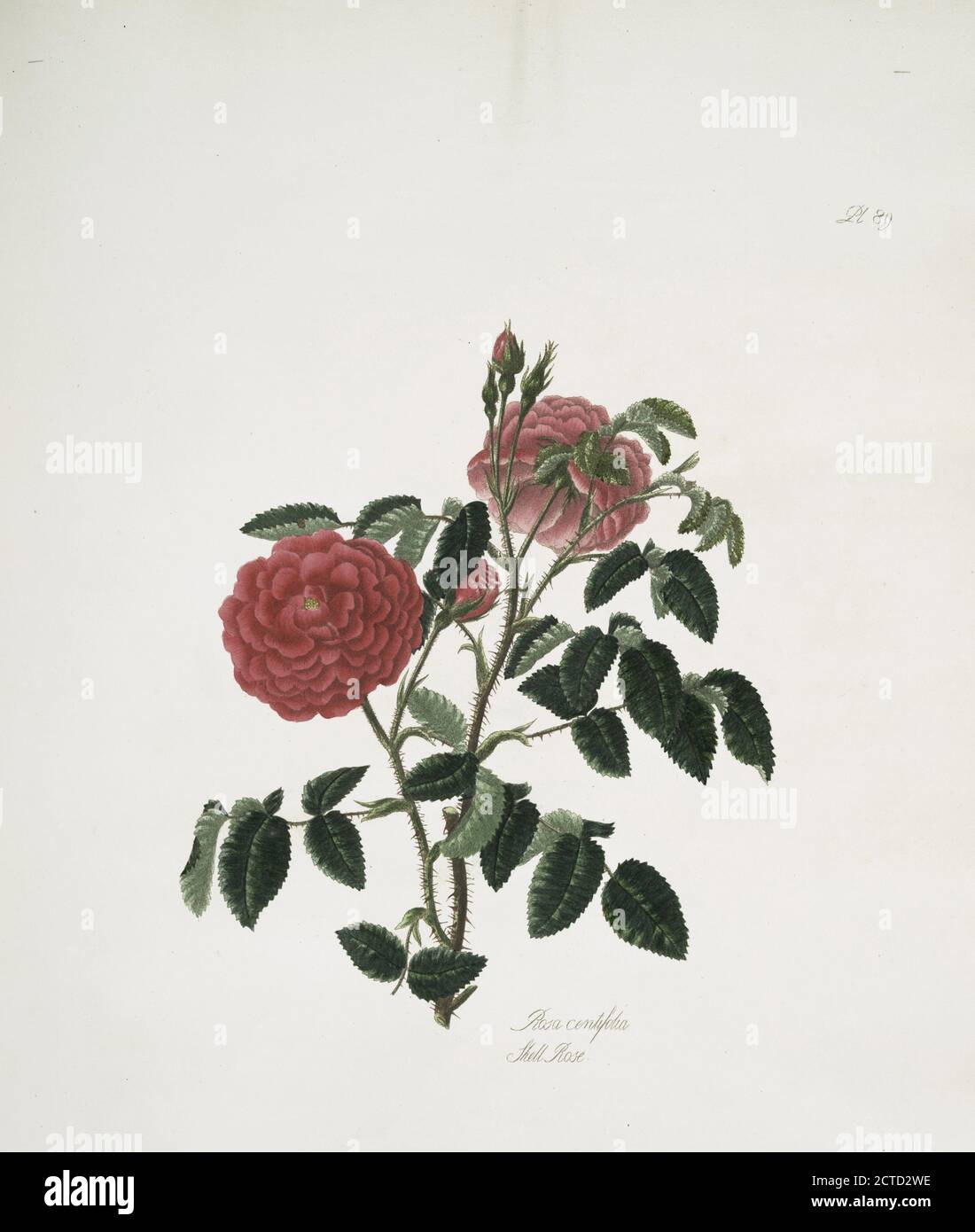 Centifolia hi-res stock photography and images - Alamy