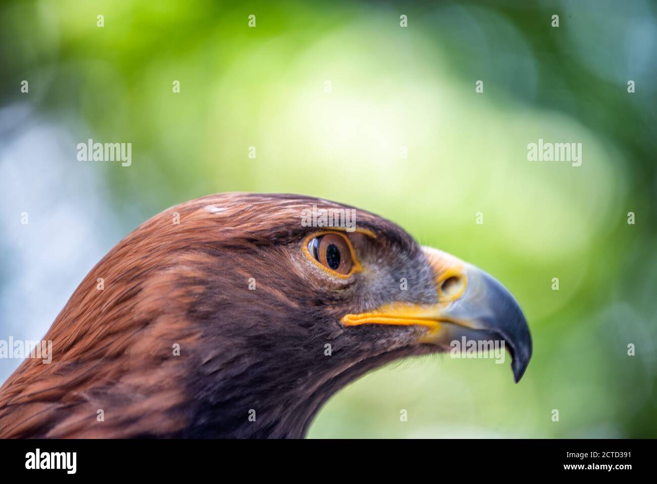 Forest eagle eye view hi-res stock photography and images - Alamy