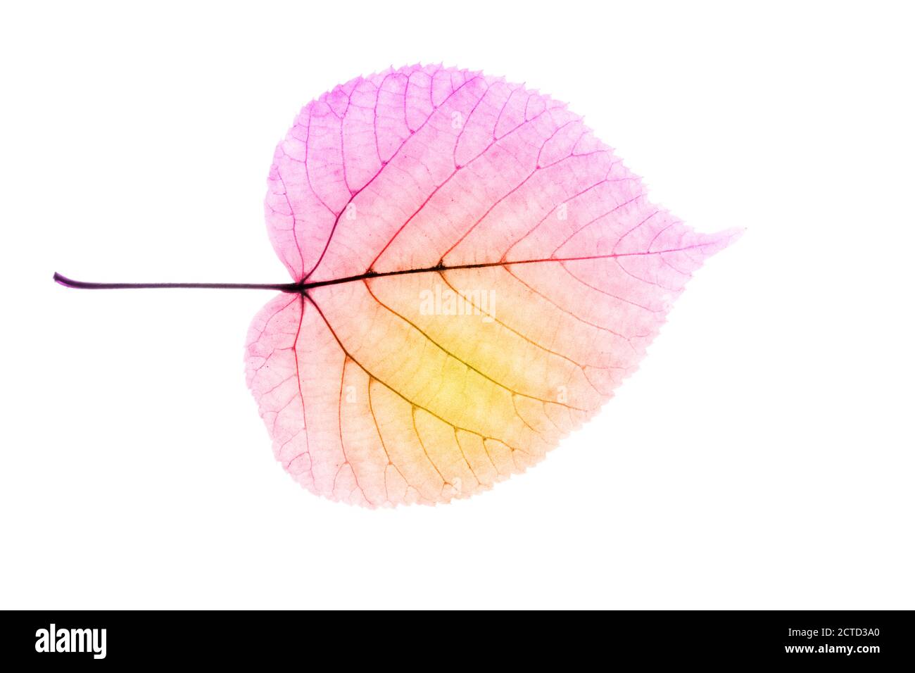 beautiful colored leaf isolated on white background Stock Photo - Alamy