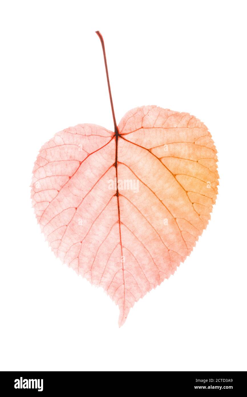 beautiful colored leaf isolated on white background Stock Photo - Alamy