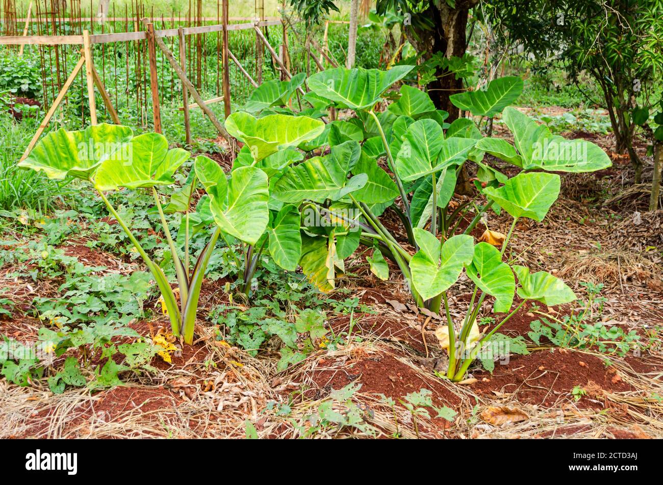 Cocoyam hi-res stock photography and images - Alamy