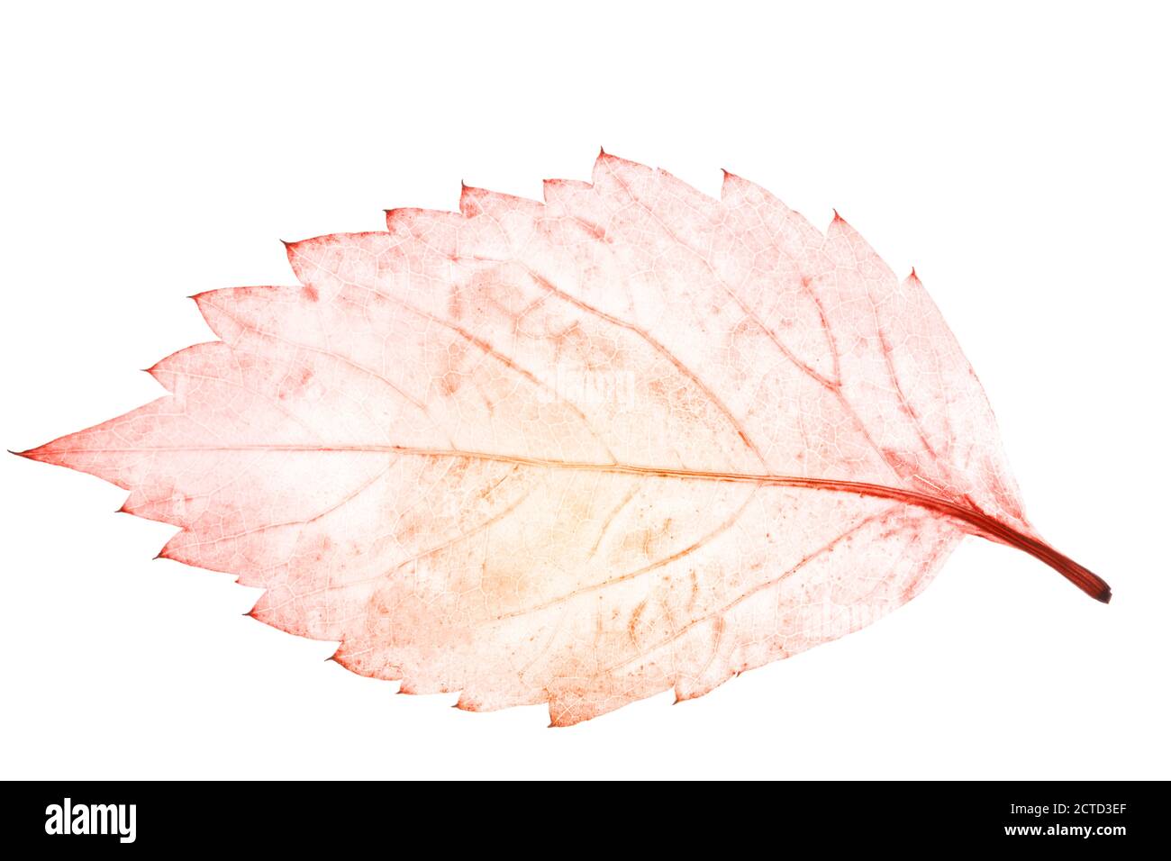 beautiful colored leaf isolated on white background Stock Photo - Alamy