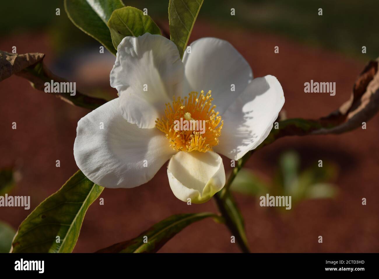 Franklin tree hi-res stock photography and images - Alamy