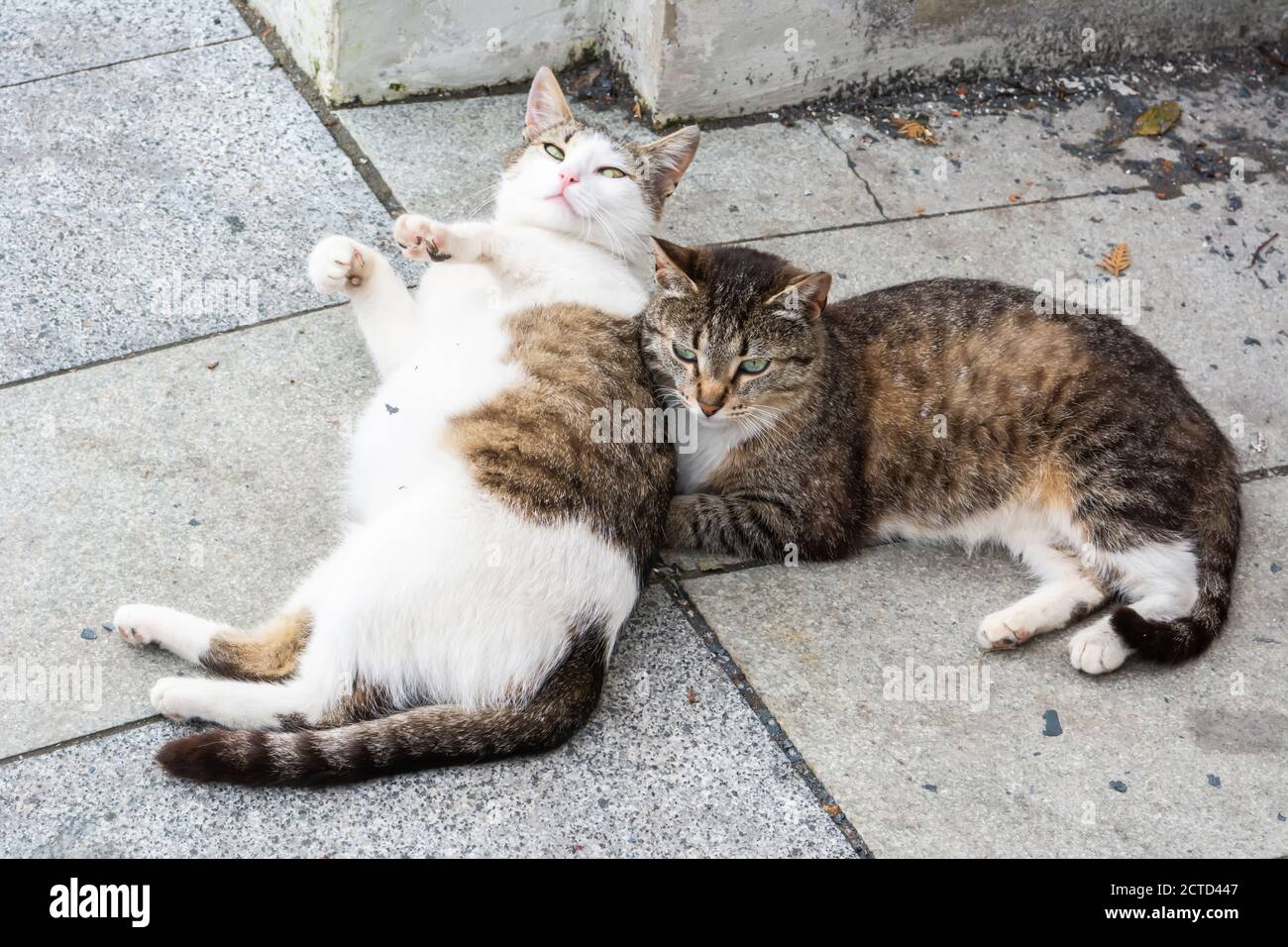 Two playful stray cats in Moscow, Russia Stock Photo - Alamy
