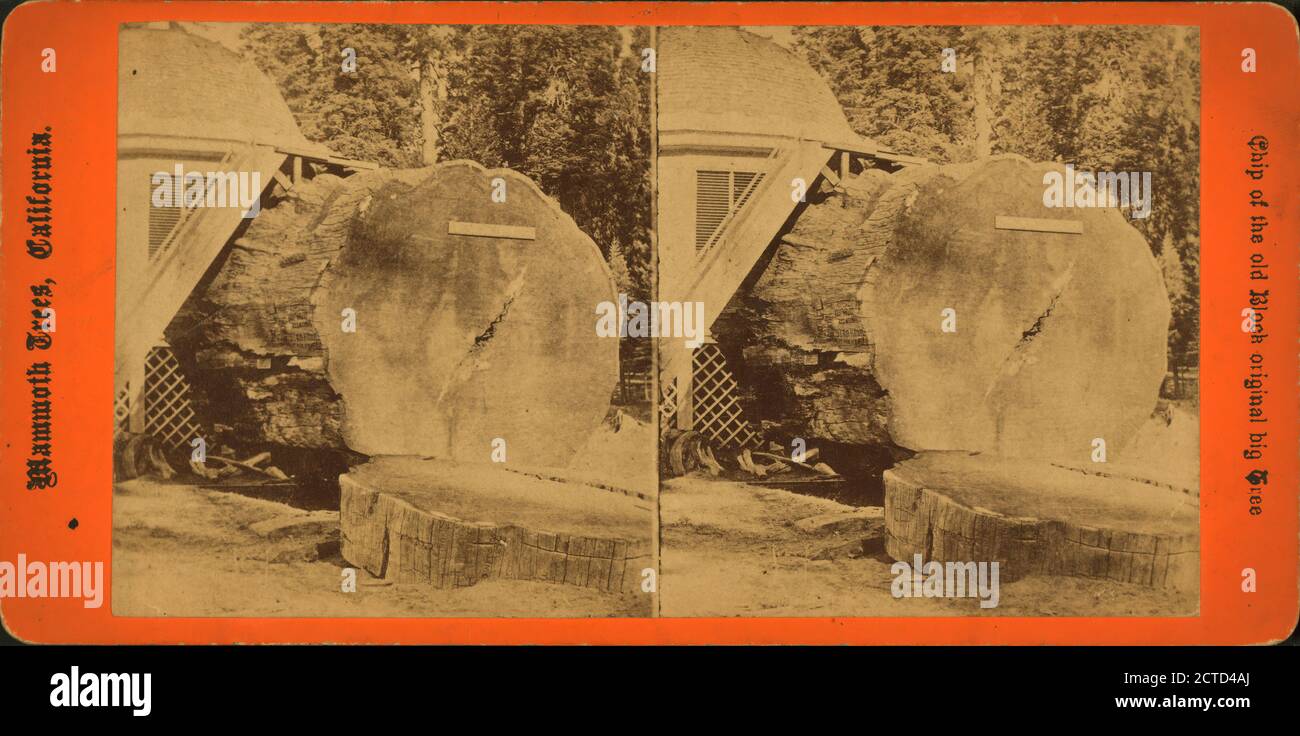 Chip of the old Block original big Tree., still image, Stereographs ...