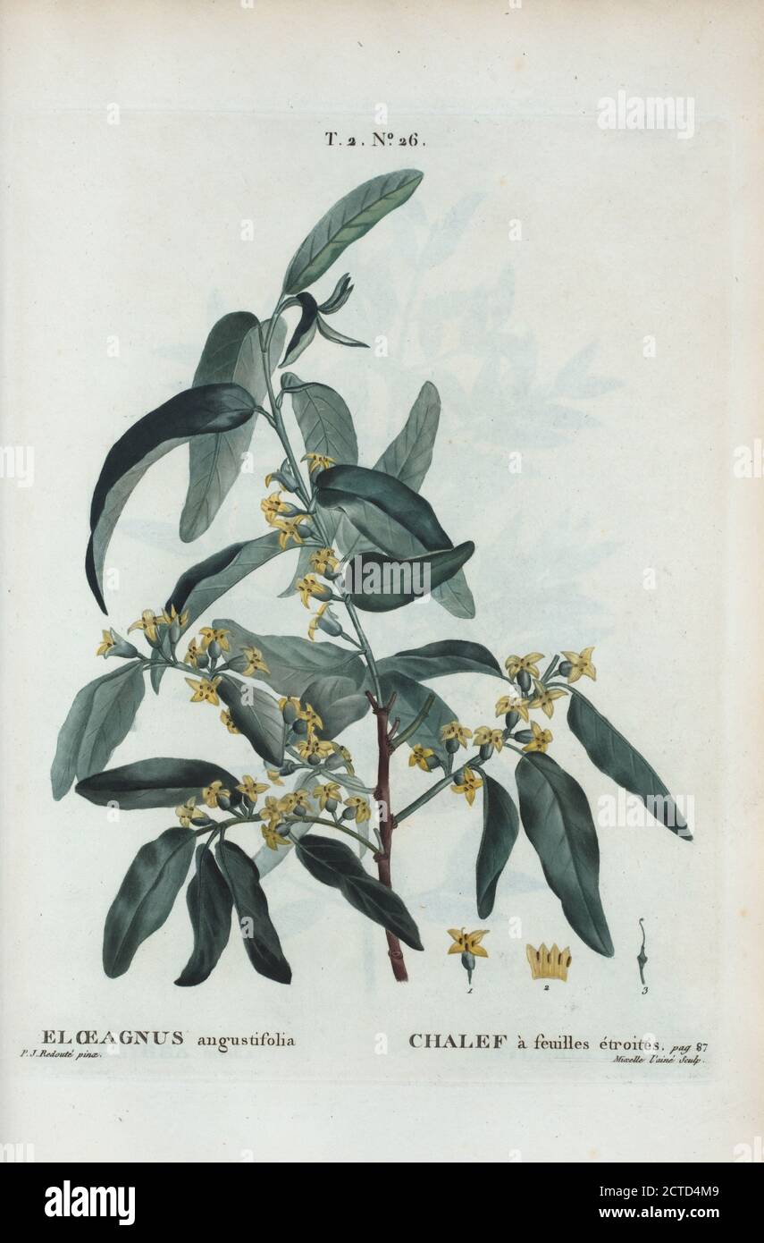 Chalef hi-res stock photography and images - Alamy