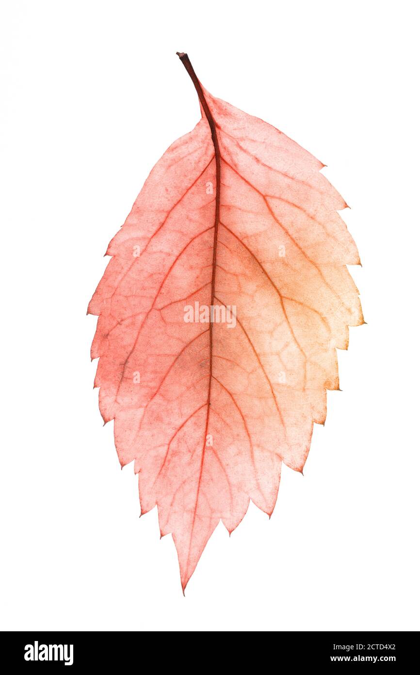 beautiful colored leaf isolated on white background Stock Photo - Alamy