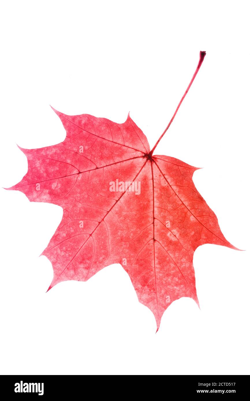 beautiful red leaf isolated on a white background Stock Photo - Alamy