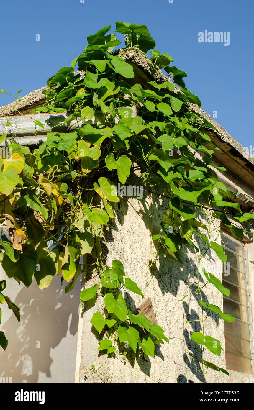 Cho Cho Vine On House Stock Photo - Alamy