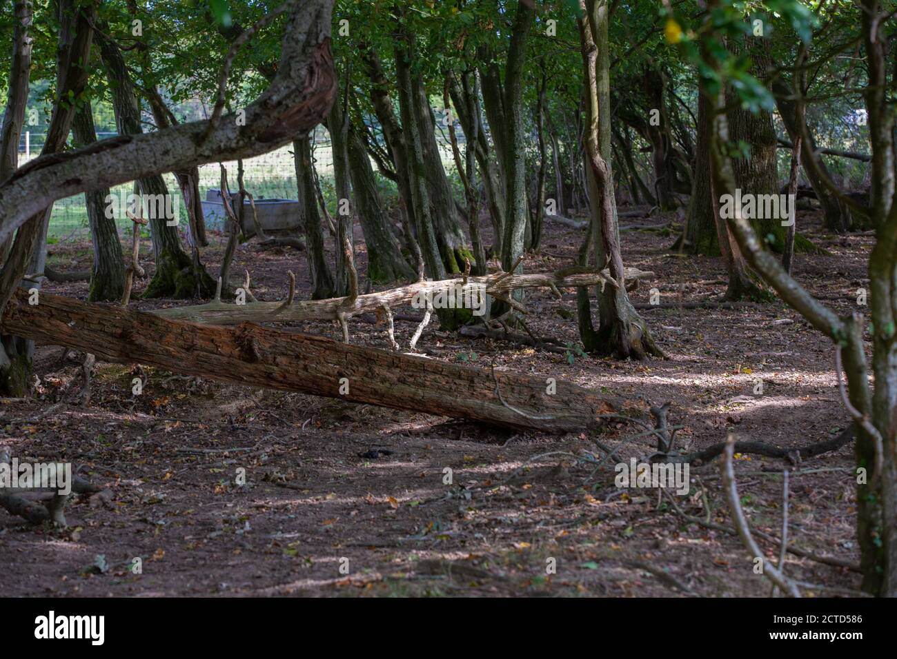 Knepp Estate Rewilding project - no barbed wire hedgerows Stock Photo ...