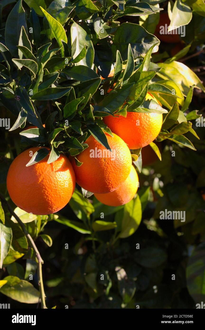 Close-up of some branches of an orange tree from which ripe oranges ...