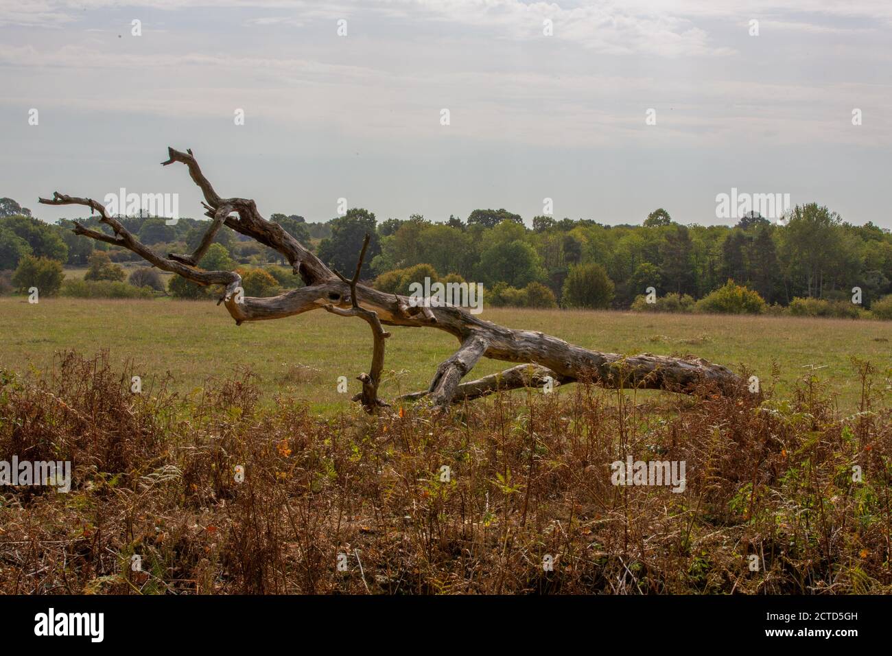 Knepp Estate Rewilding project - no barbed wire hedgerows Stock Photo ...
