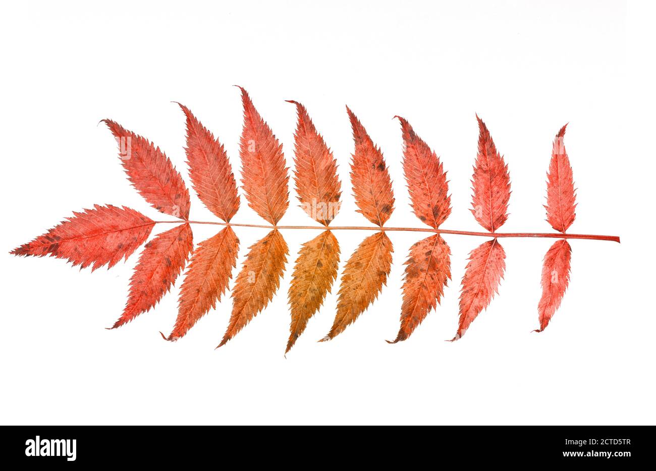 beautiful colored leaf isolated on white background Stock Photo - Alamy