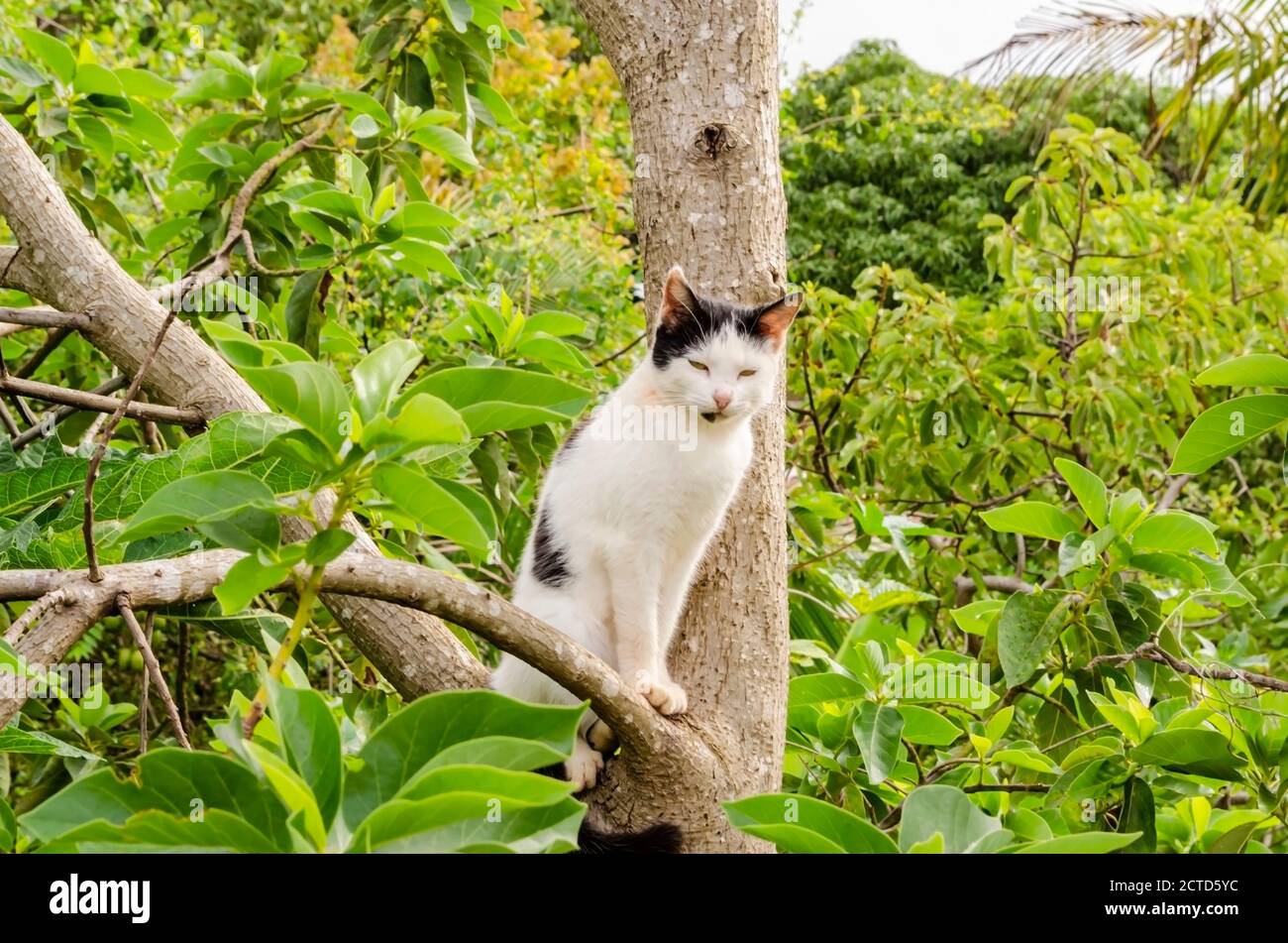 Domestic Cat Sits On Avocado Tree Branch Stock Photo - Alamy