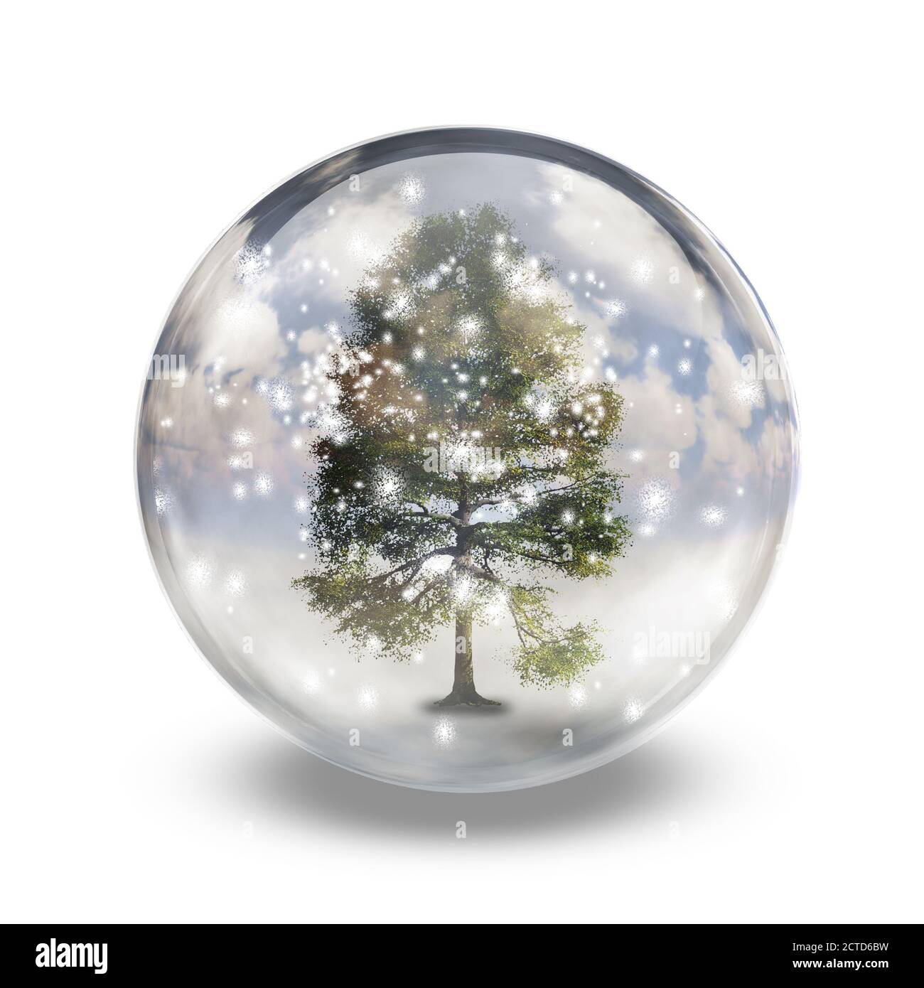 Clear tree branches Cut Out Stock Images & Pictures - Alamy