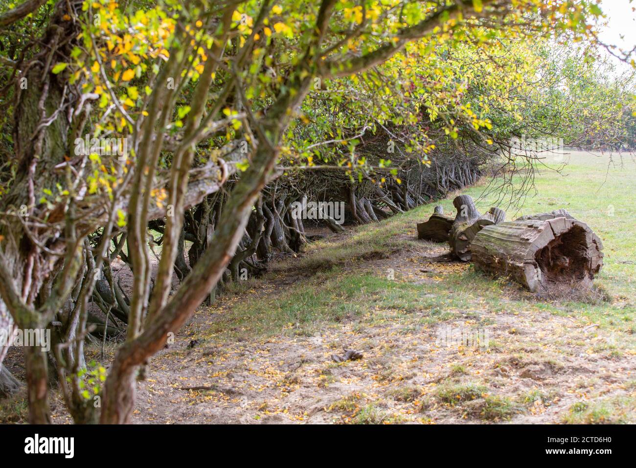 Knepp Estate Rewilding project - no barbed wire hedgerows Stock Photo ...