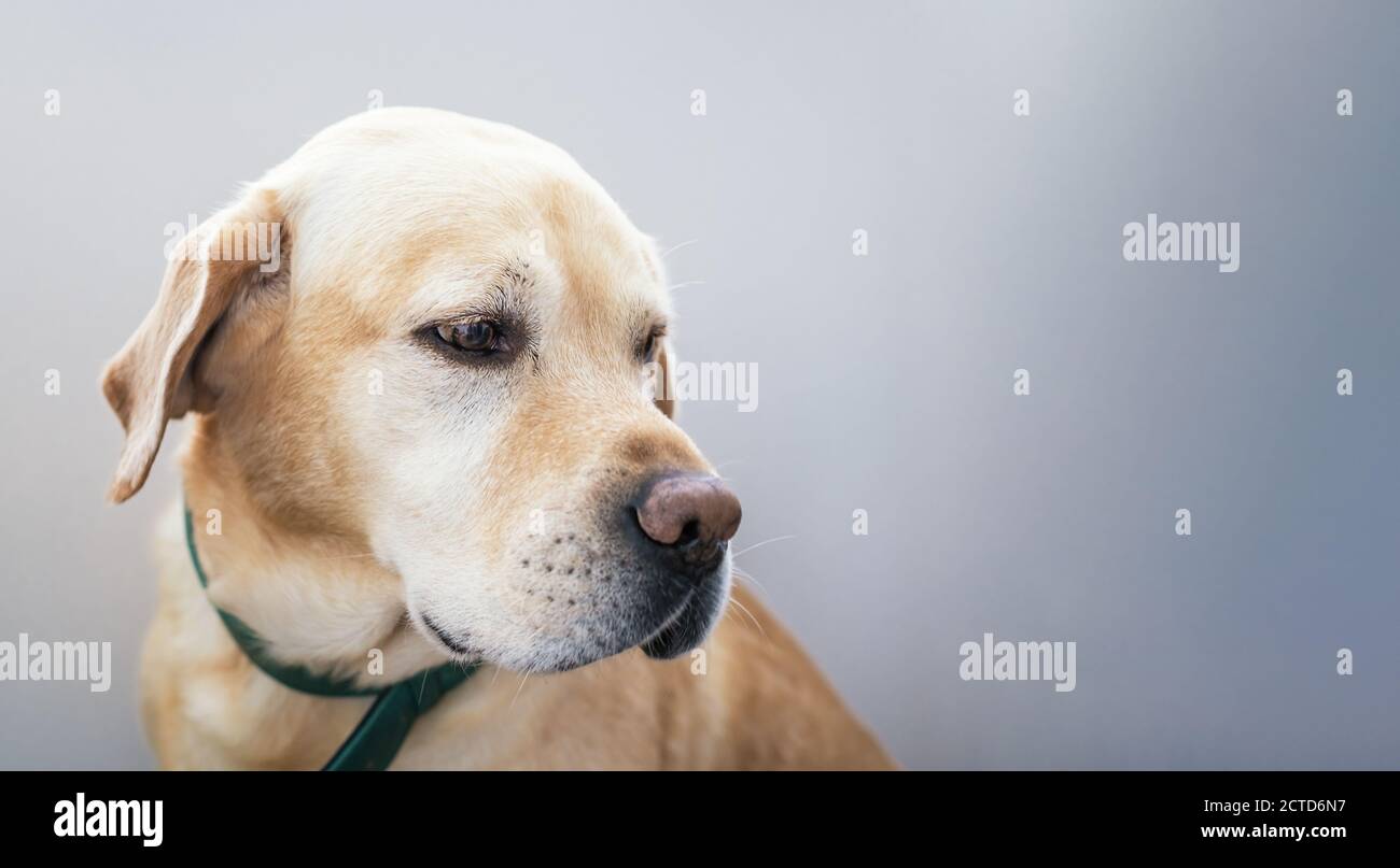 Labrador side view hi-res stock photography and images - Alamy