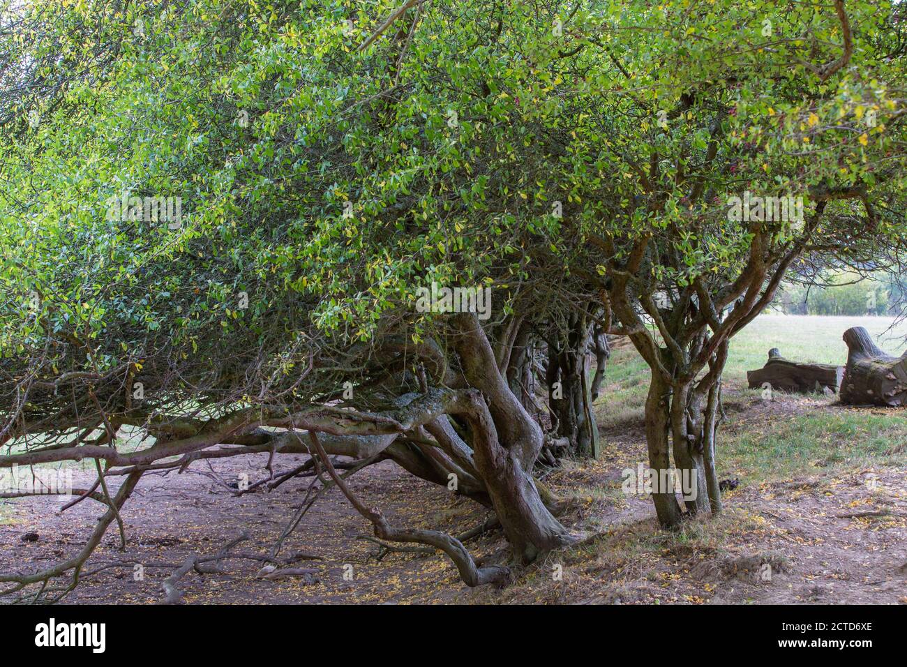 Knepp Estate Rewilding project - scrub and natural hedgerows Stock ...