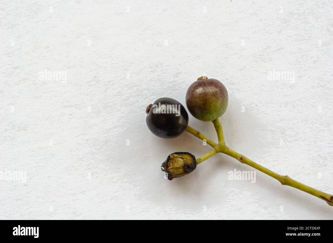 Jamaican Pimenta High Resolution Stock Photography and Images - Alamy