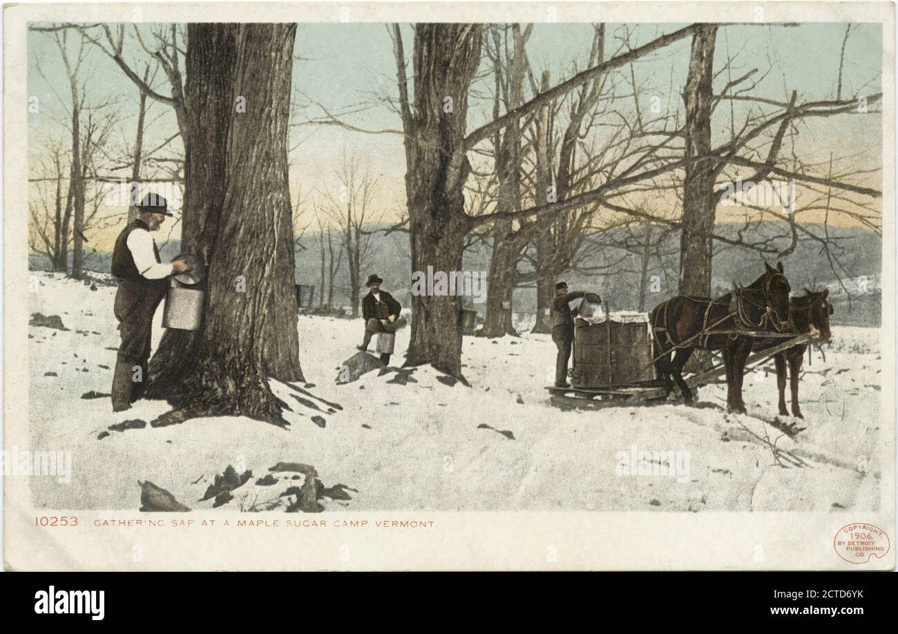 Gathering Sap at a Maple Sugar Camp, Vermont, still image, Postcards, 1898 - 1931 Stock Photo ...