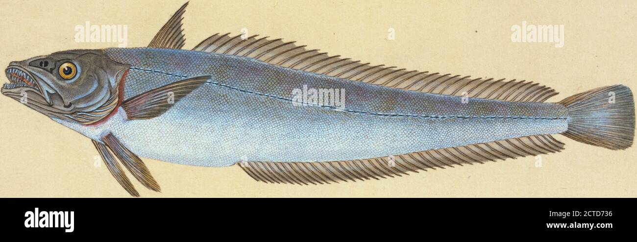 Gadus merluccius hi-res stock photography and images - Alamy