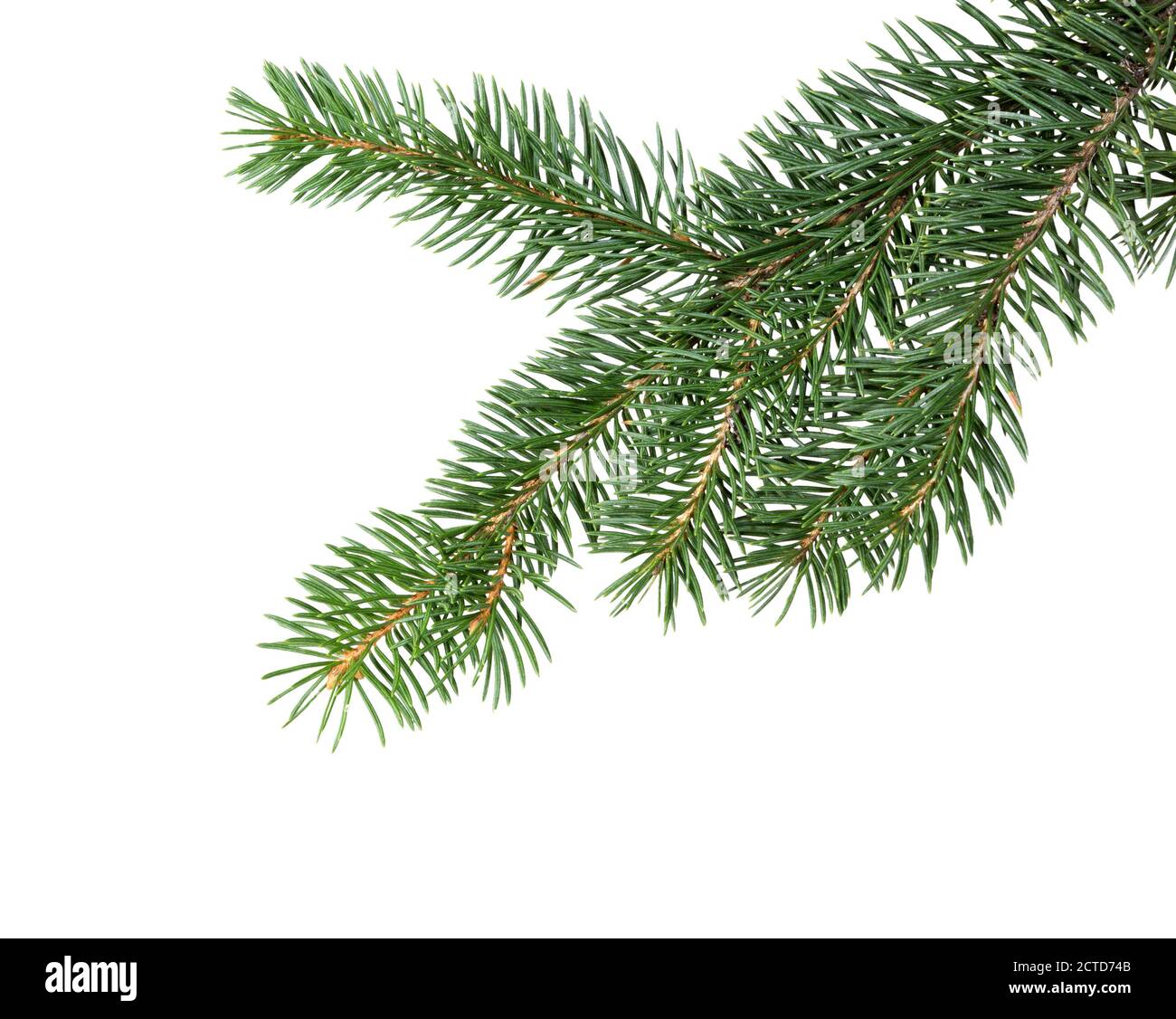 Isolated tree branch hi-res stock photography and images - Alamy