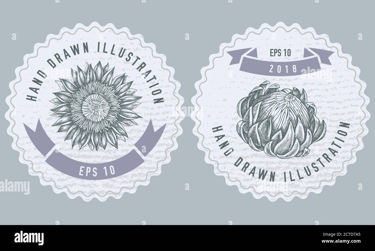Monochrome labels design with illustration of protea Stock Vector Image ...