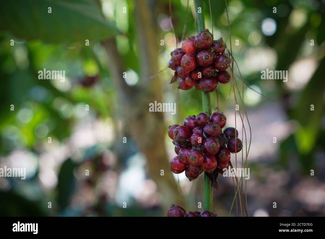 Coffee Berries, commonly called Coffee Cherries, are small rounded ...
