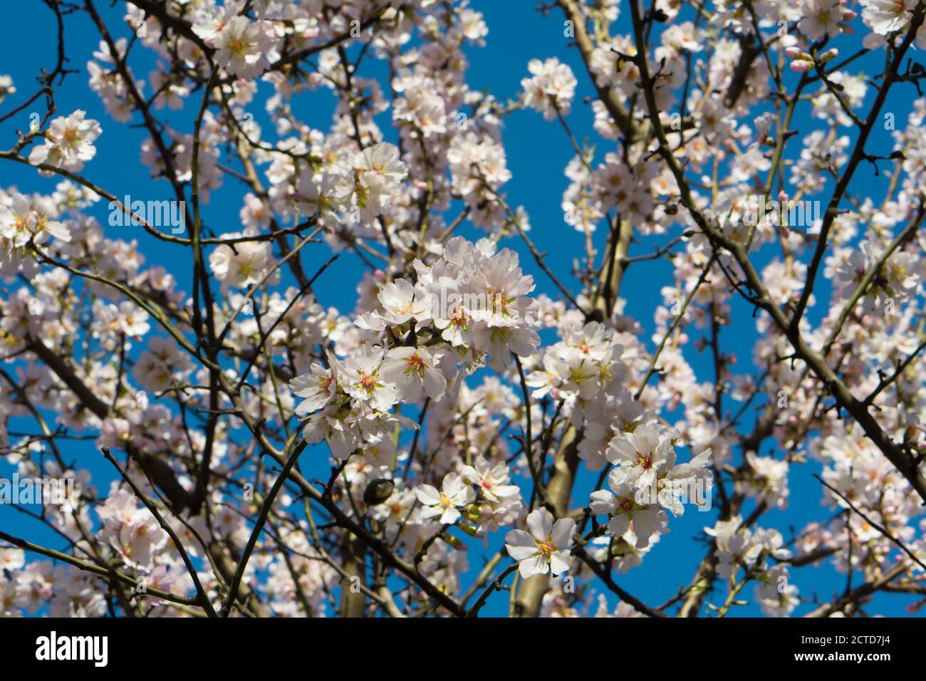Tree branches covered with flowers with white petals in spring Stock ...