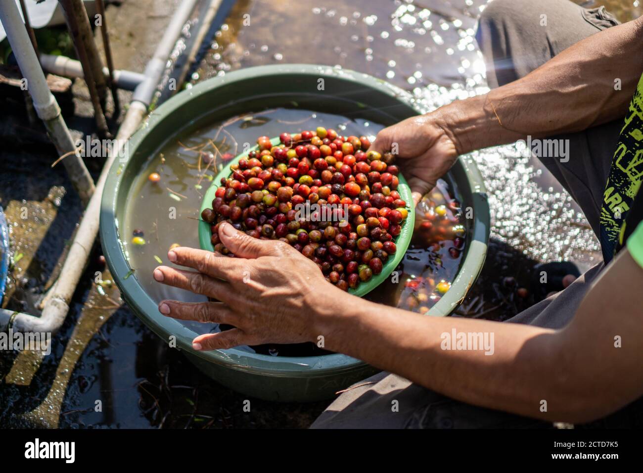 Coffee Berries, commonly called Coffee Cherries, are small rounded ...