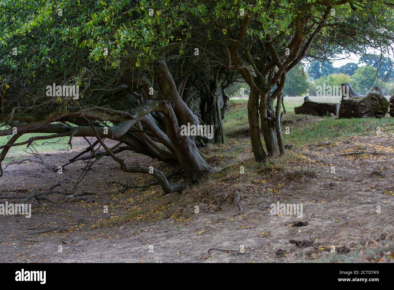 Knepp Estate Rewilding project - no barbed wire hedgerows Stock Photo ...