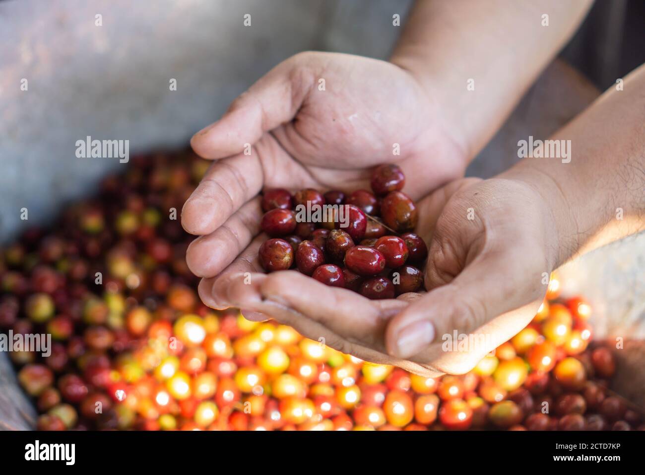 Coffee Berries, commonly called Coffee Cherries, are small rounded ...
