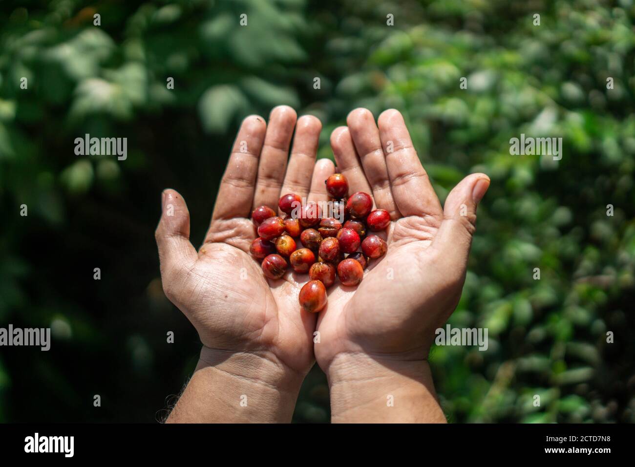 Coffee Berries, commonly called Coffee Cherries, are small rounded ...