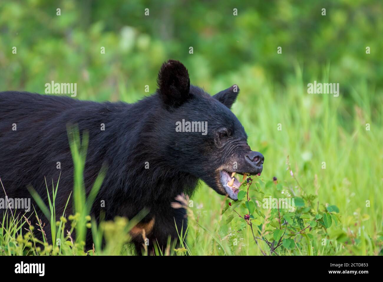 Canadian Mule Deer Stock Photo - Alamy