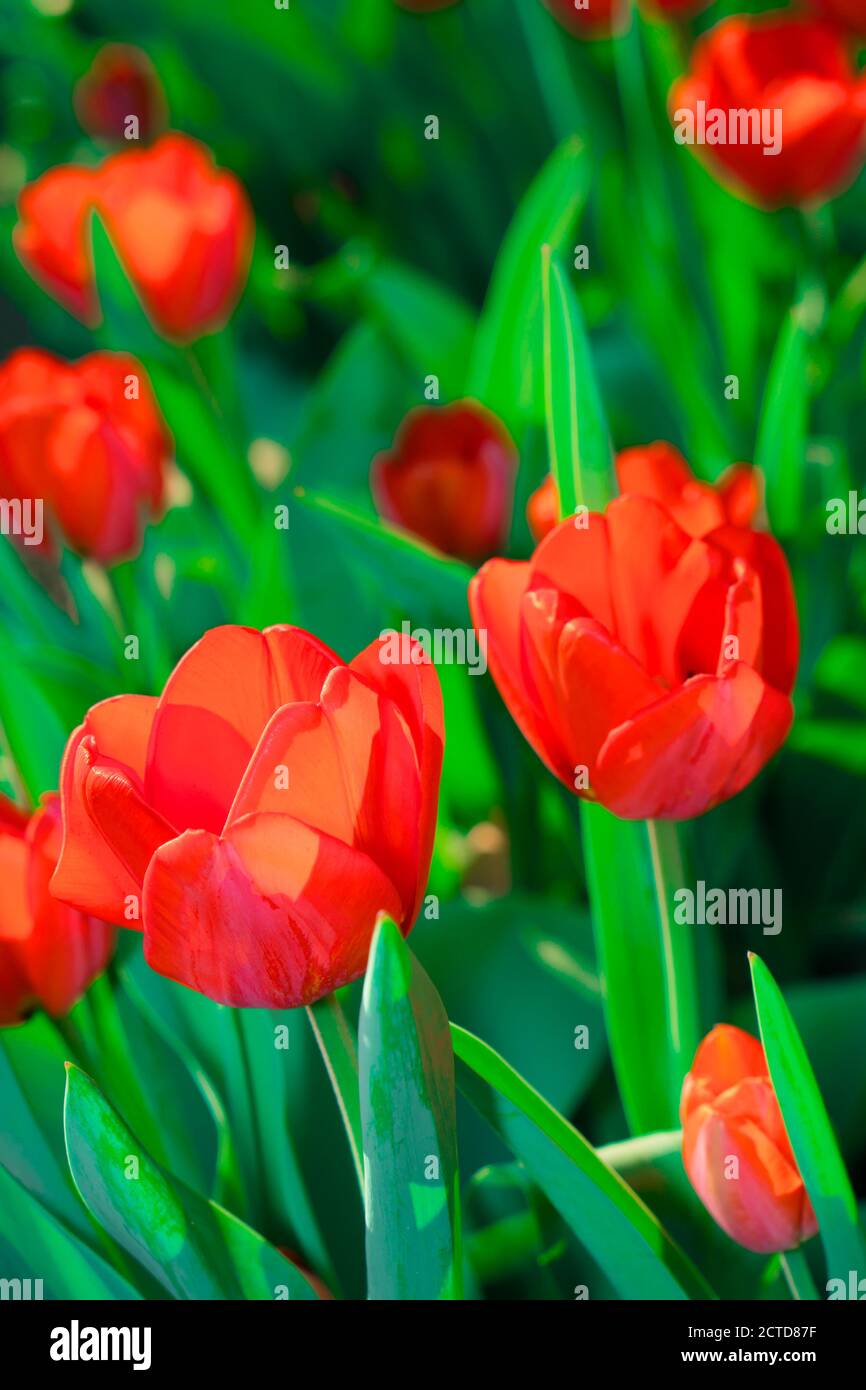 Red tulips opened their buds in spring Stock Photo - Alamy