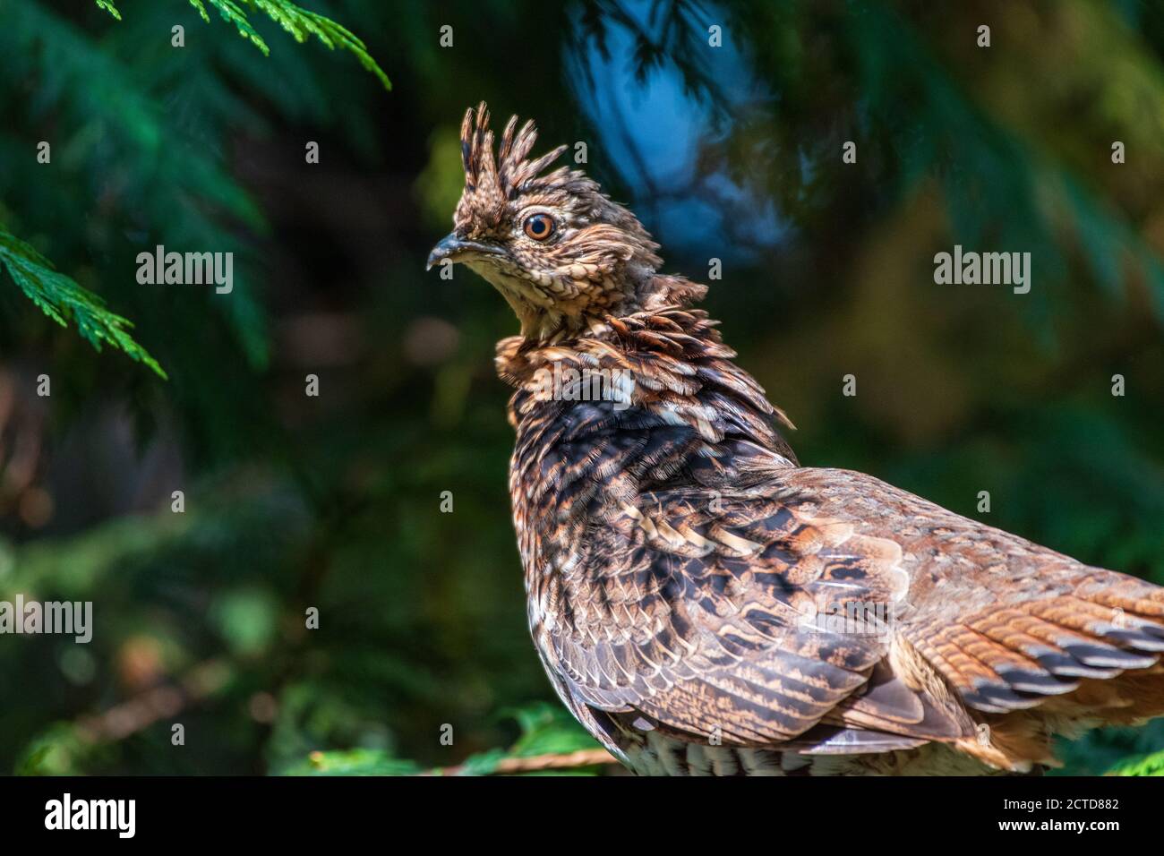 Canadian birding hi-res stock photography and images - Alamy