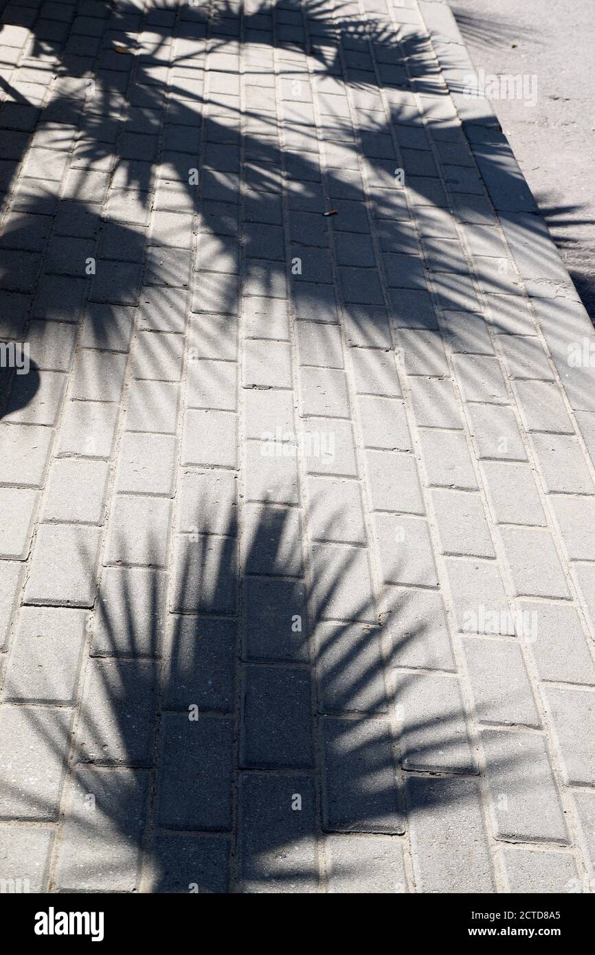 Shade of palm trees hi-res stock photography and images - Alamy