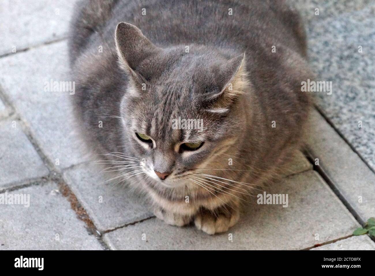 Fat thin cat hi-res stock photography and images - Alamy