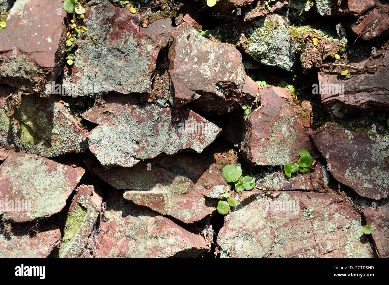 Stone wall on Exmoor in Somerset.UK Stock Photo - Alamy