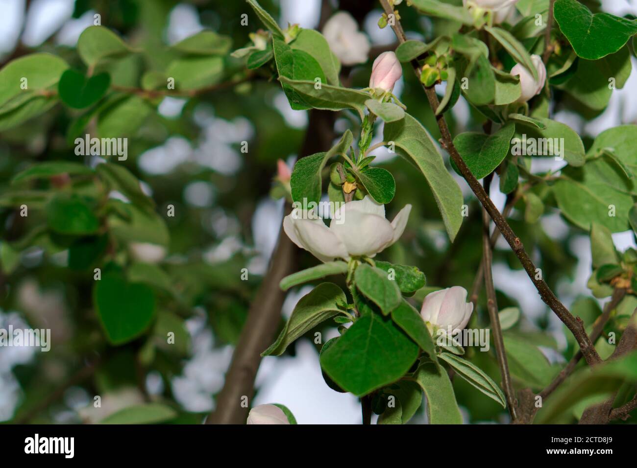 Blooming flower on a quince tree branch in spring Stock Photo - Alamy