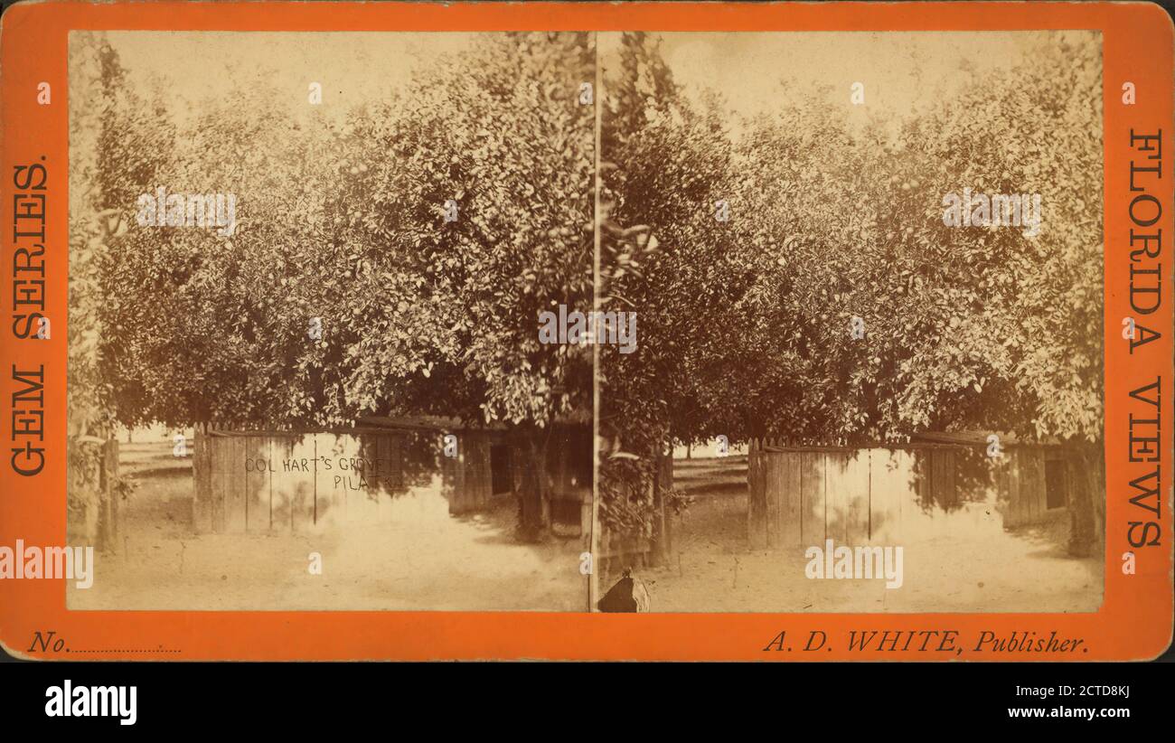 Col. Hart's grove, Palatka, Fla., still image, Stereographs, 1875 Stock ...